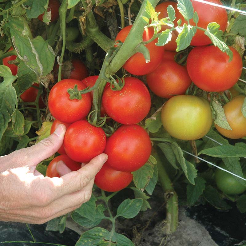 Tomato Premio F1 Seed – Harris Seeds