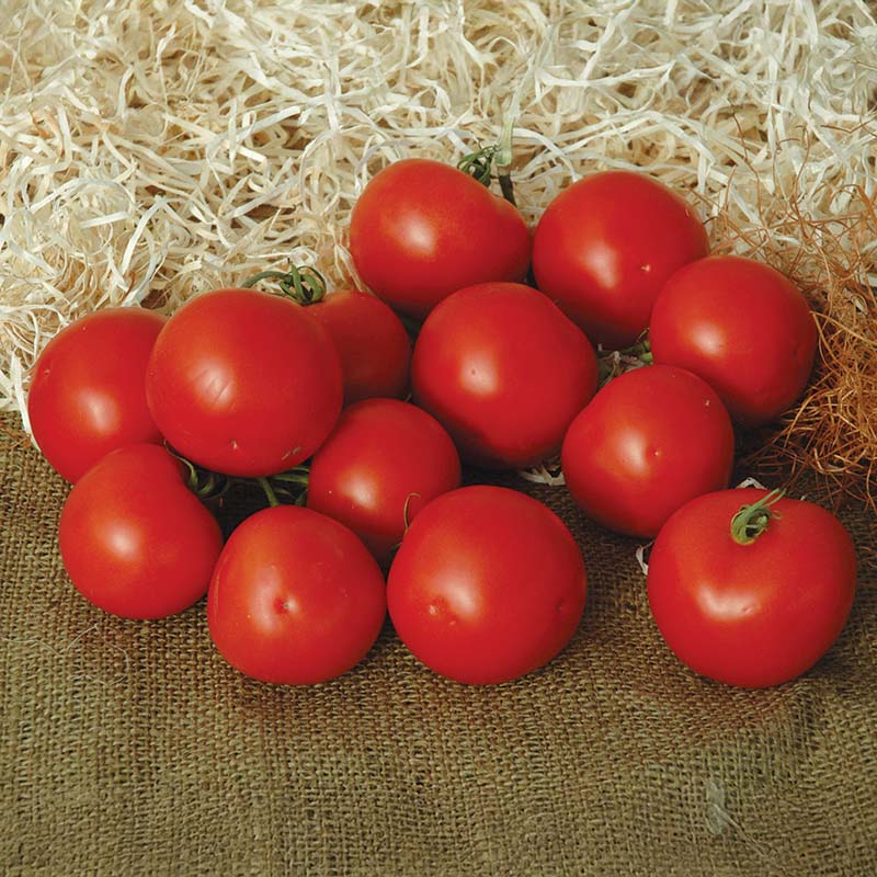 Tomato Premio F1 Seed – Harris Seeds