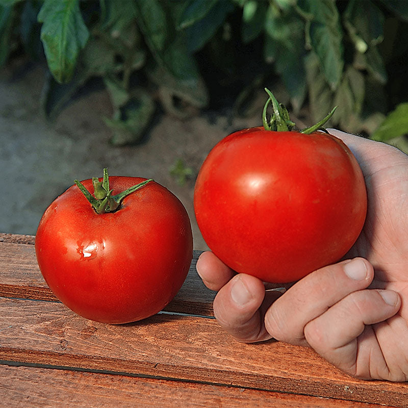 Tomato Red Bounty F1 Seed – Harris Seeds