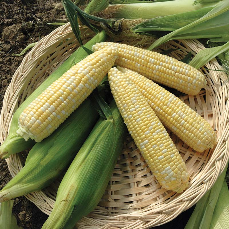 Sweet Corn Nirvana F1 Seed – Harris Seeds