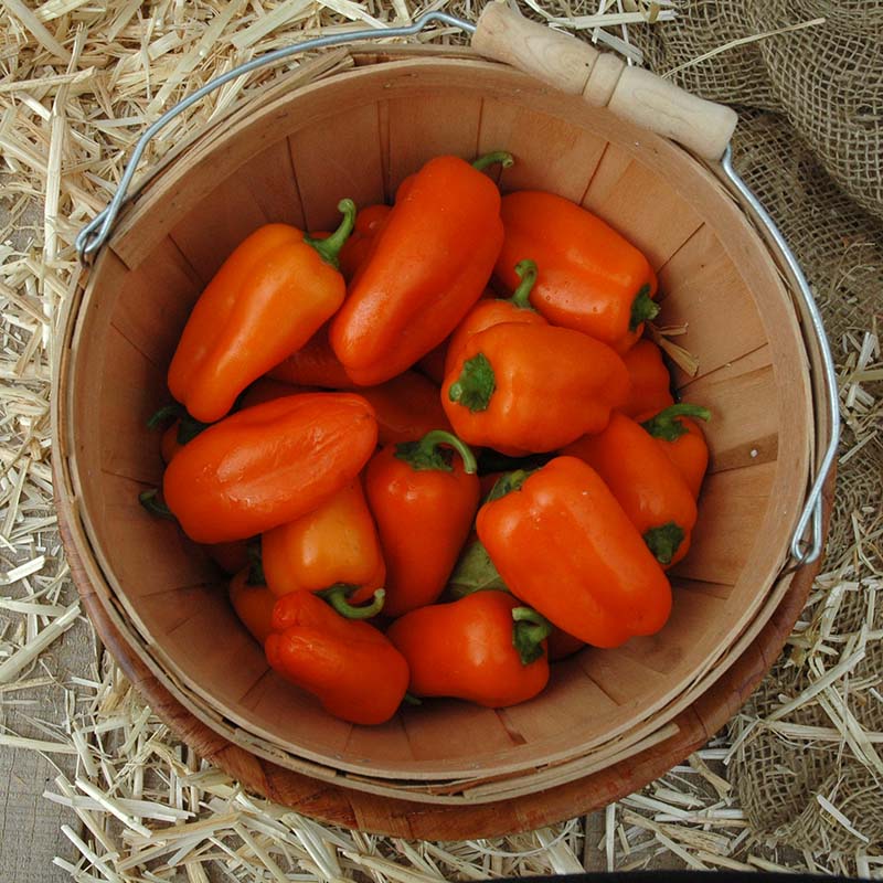 Pepper Hamik F1 Seed – Harris Seeds
