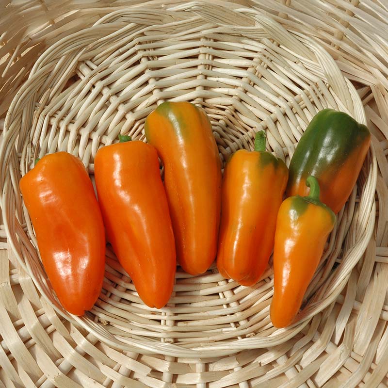 Pepper Hamik F1 Seed – Harris Seeds