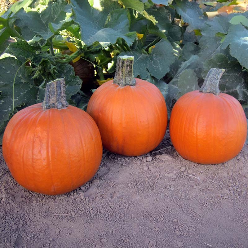 Pumpkin Early Abundance F1 Seed – Harris Seeds