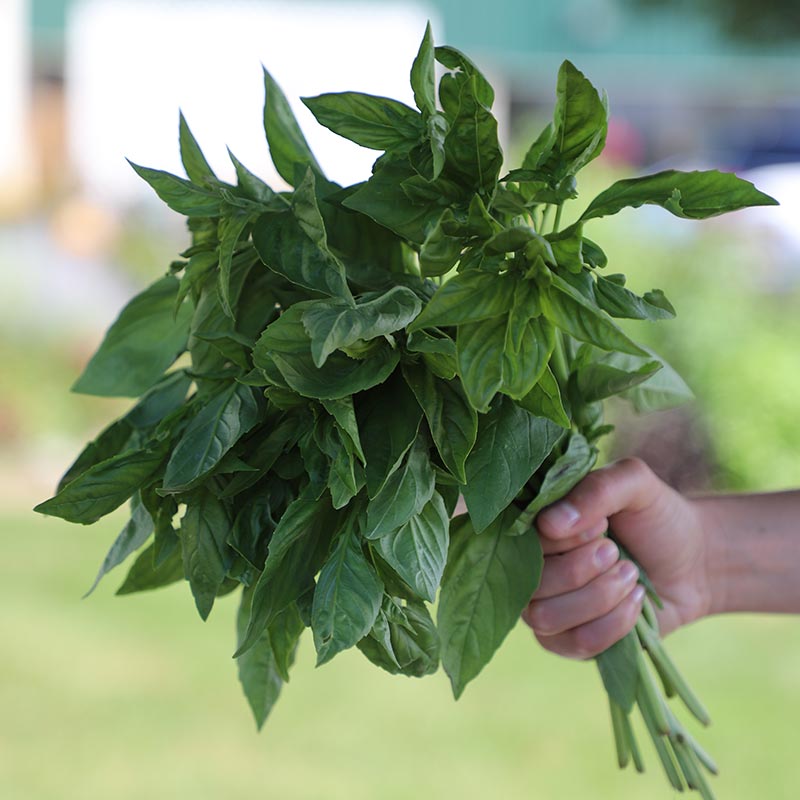 Basil Italian Large Leaf Seed – Harris Seeds