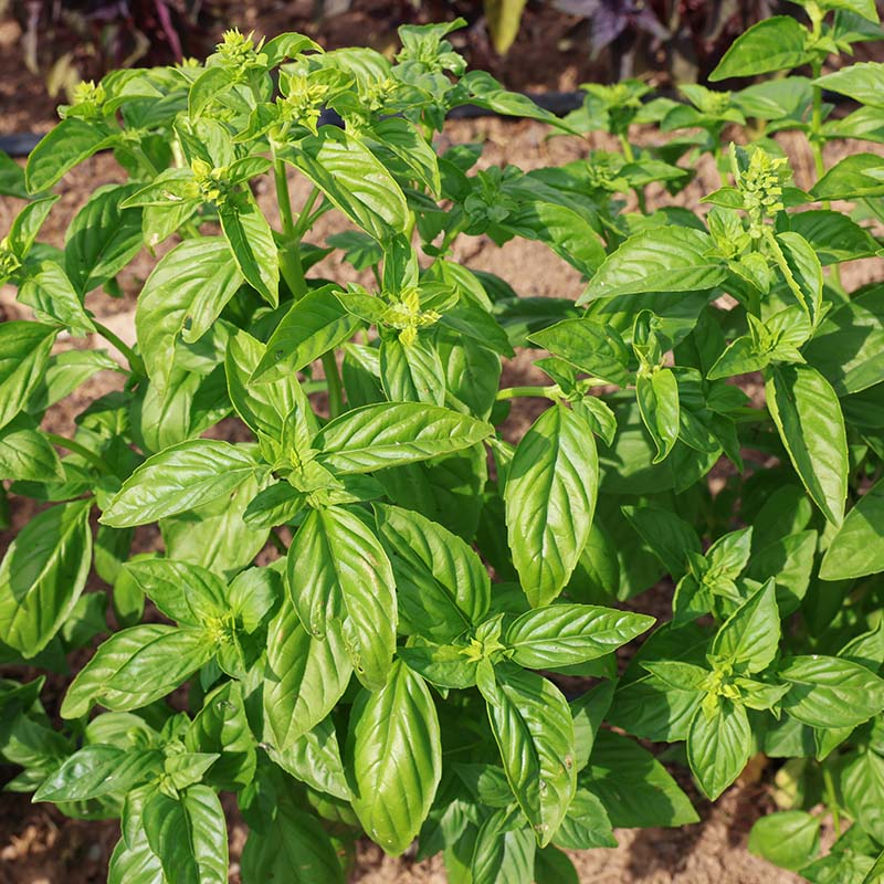 Basil Italian Large Leaf Seed – Harris Seeds