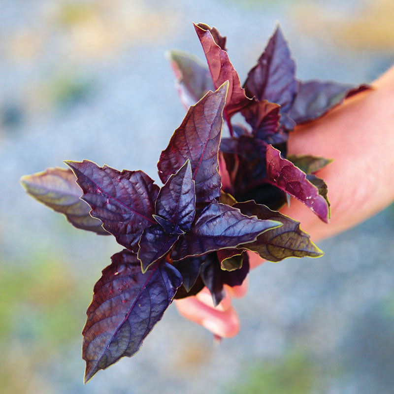 Basil Red Ruby Seed – Harris Seeds
