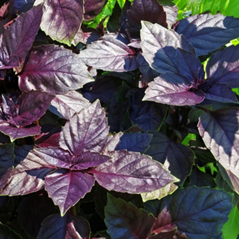 Basil Red Ruby Seed – Harris Seeds