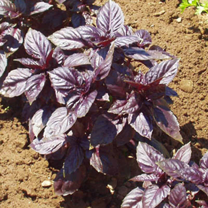 Basil Red Ruby Seed – Harris Seeds