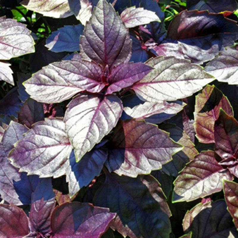 Basil Red Ruby Seed – Harris Seeds