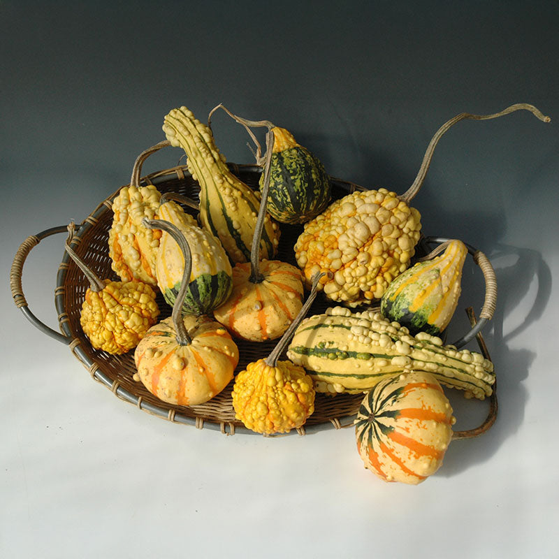 Gourd Fancy Warted Mix Seed – Harris Seeds
