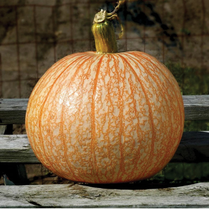 Ornamental Pumpkins