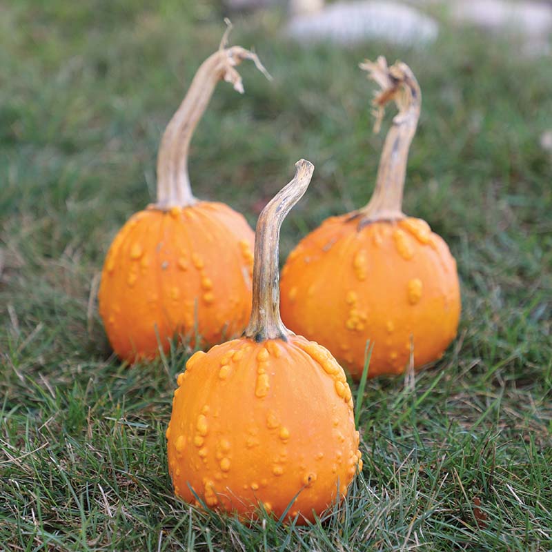 Pumpkin Toad F1 Seed – Harris Seeds