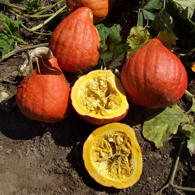 Squash Red October F1 Seed – Harris Seeds
