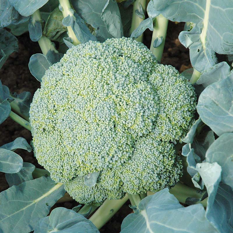 Broccoli Emerald Crown F1 Seed – Harris Seeds
