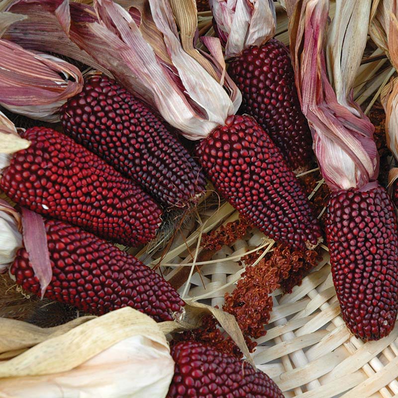 Ornamental Corn Cherry Berry Seed – Harris Seeds