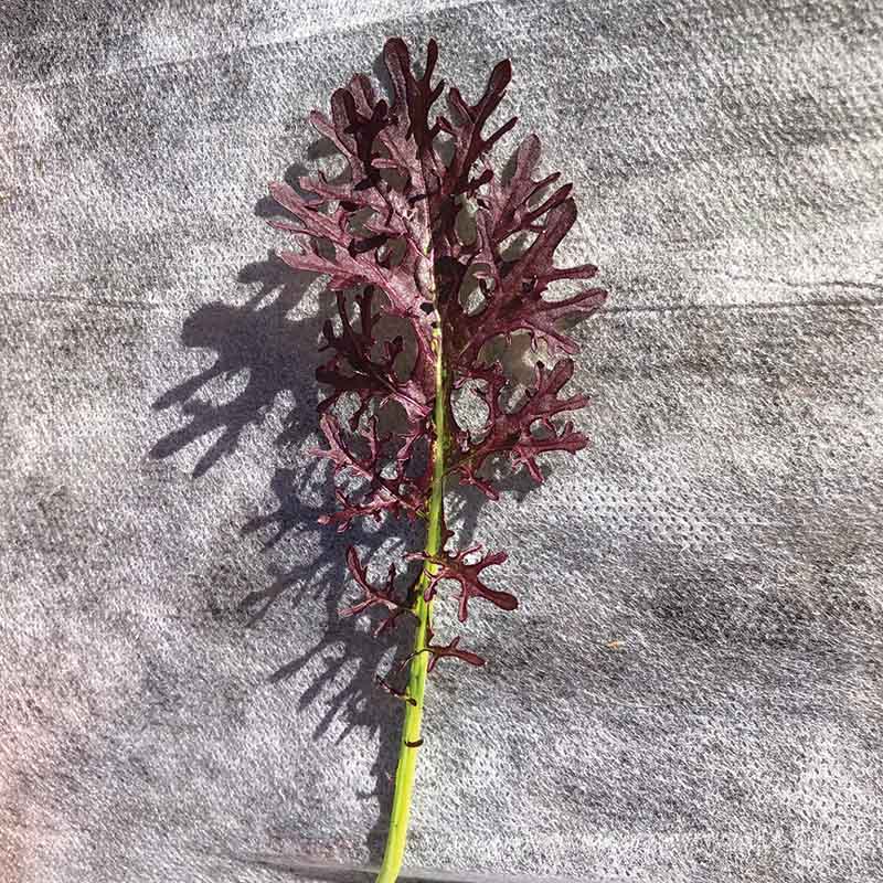 Mustard Scarlet Frill Seed – Harris Seeds