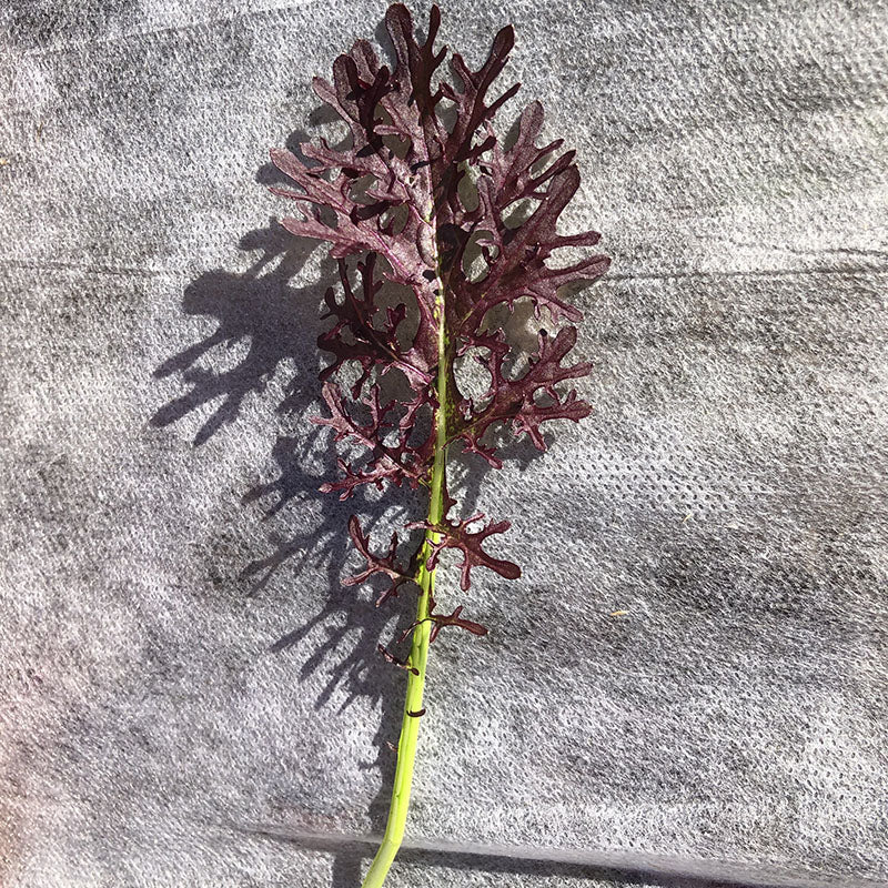 Mustard Scarlet Frill Seed – Harris Seeds