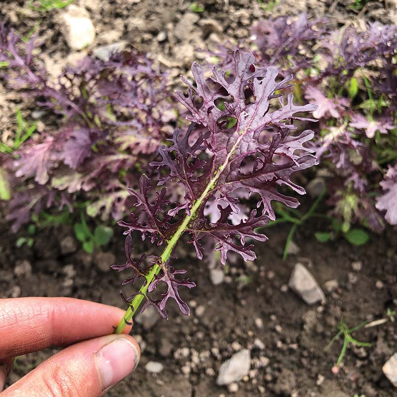 Mustard Scarlet Frill Seed – Harris Seeds