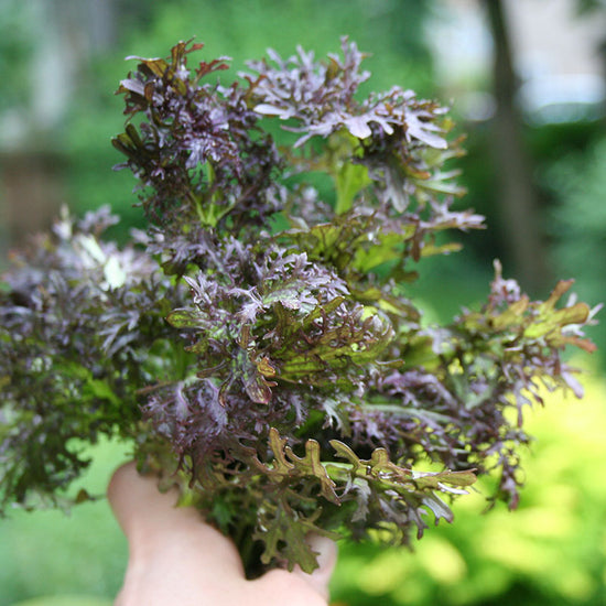 Mustard Scarlet Frill Seed – Harris Seeds
