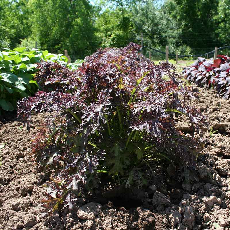 Mustard Scarlet Frill Seed – Harris Seeds