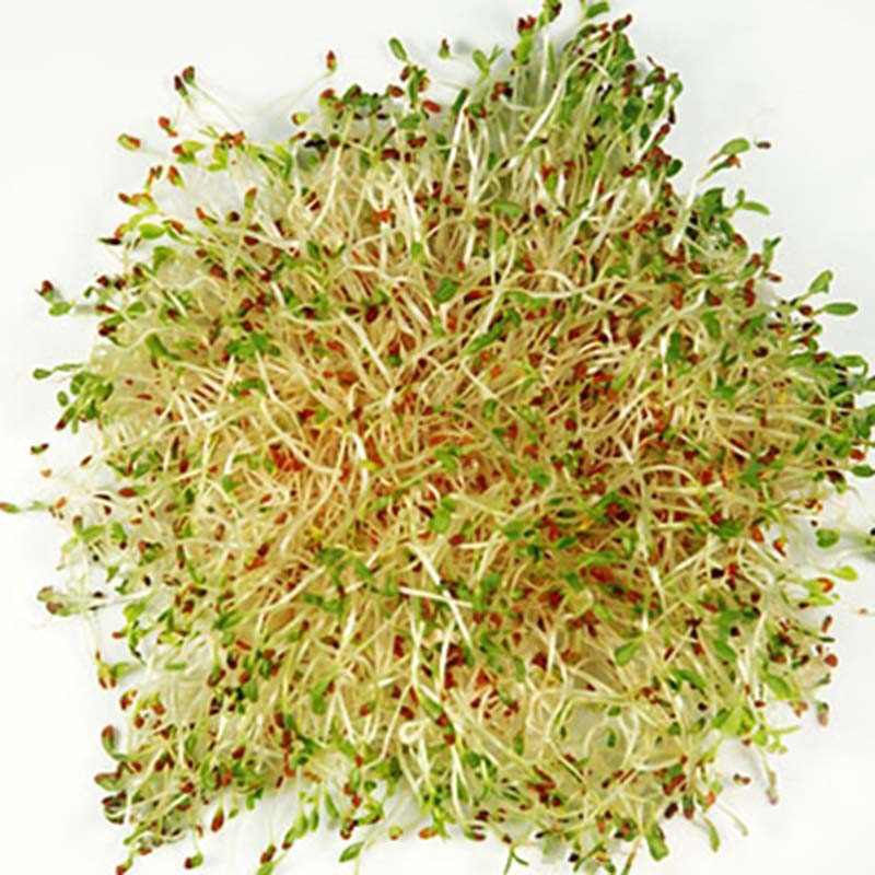 Alfalfa Sprouts Organic Seeds – Harris Seeds