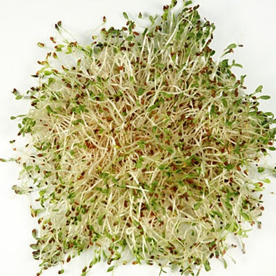 Alfalfa Sprouts Organic Seeds – Harris Seeds