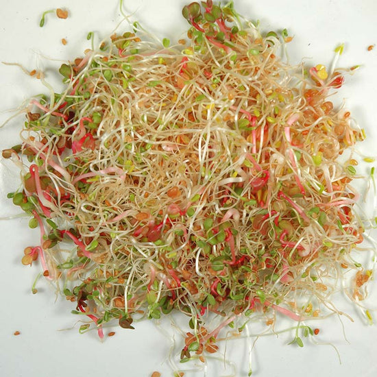 Spicy Mix Sprouts Organic Seeds – Harris Seeds