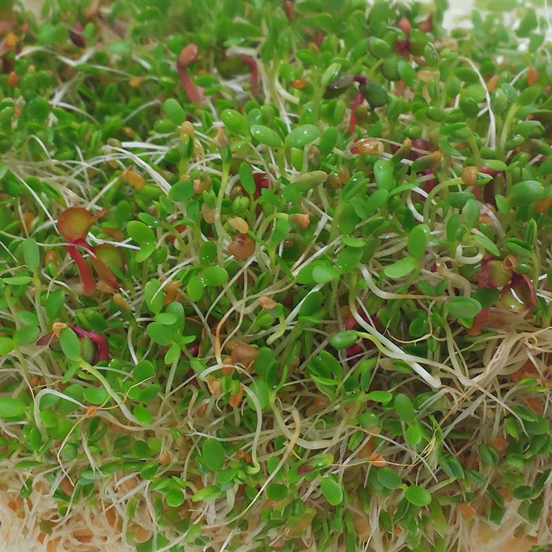 Spicy Mix Sprouts Organic Seeds – Harris Seeds