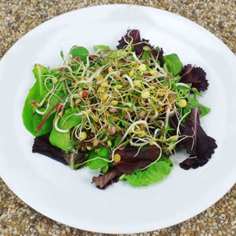 Bean Mix Sprouts Organic Seeds – Harris Seeds