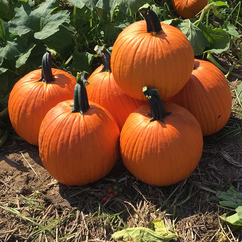 Pumpkin Kratos F1 Seed – Harris Seeds