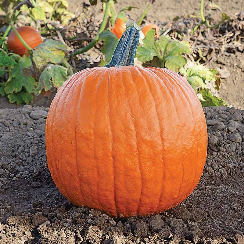Pumpkin Zeus F1 Seed – Harris Seeds
