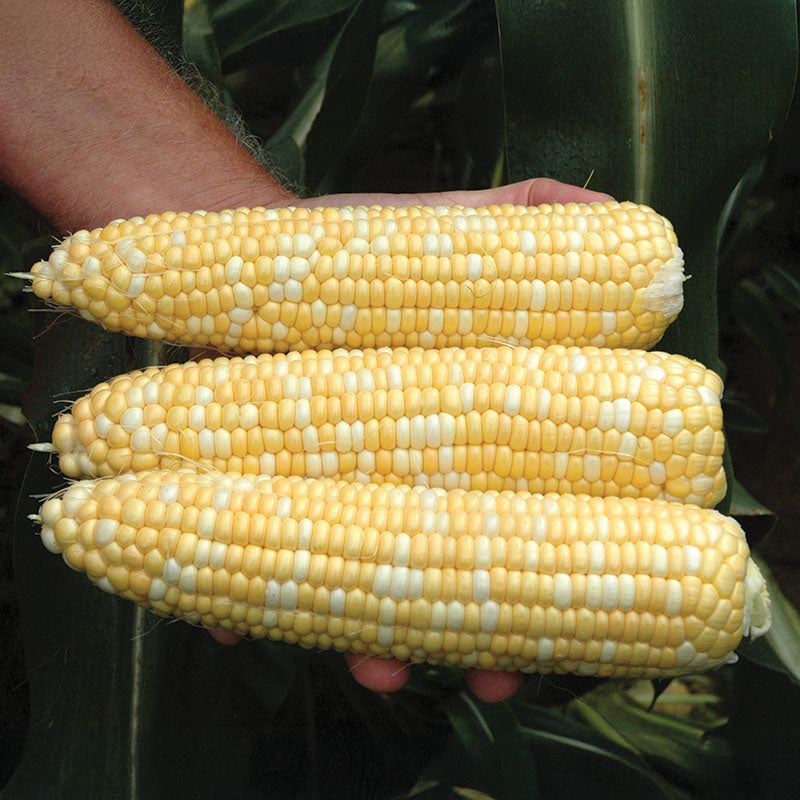 Sweet Corn Cumberland F1 Seed – Harris Seeds