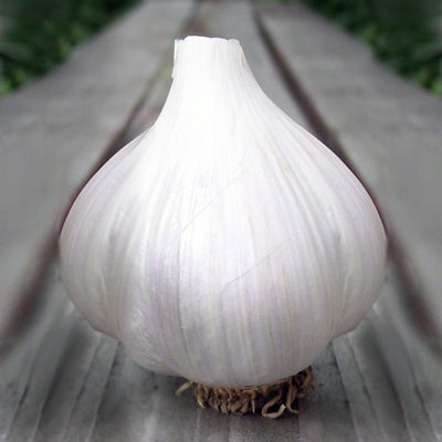 Garlic German White Hardneck Certified Naturally Grown – Harris Seeds