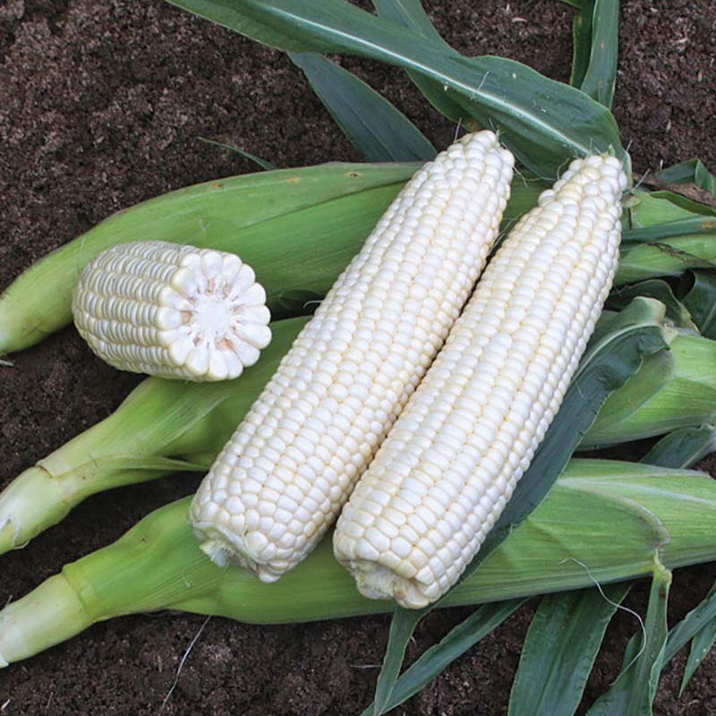Sweet Corn XTH3973 F1 Seed – Harris Seeds