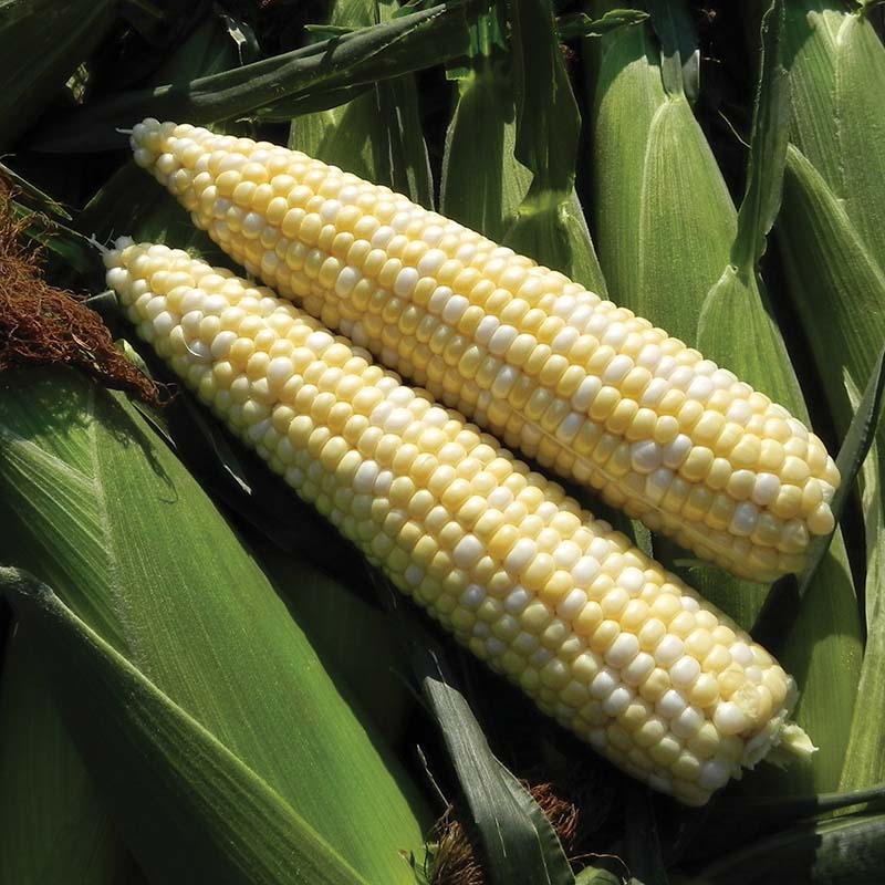 Sweet Corn Latte F1 Seed – Harris Seeds