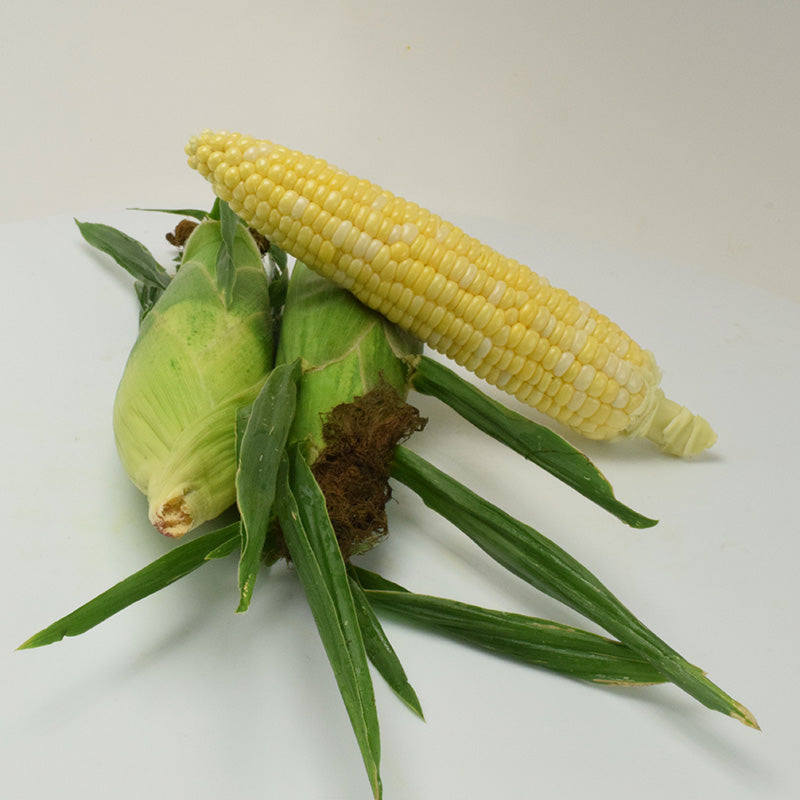 Sweet Corn Latte F1 Seed – Harris Seeds