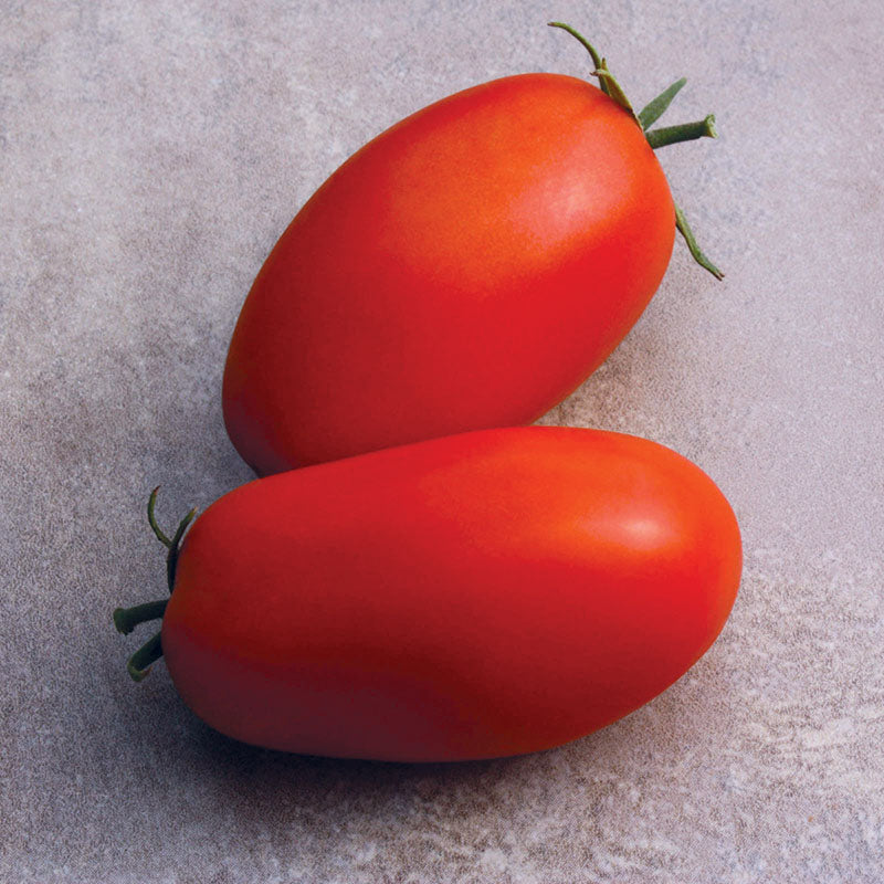 Tomato Supremo F1 Seed – Harris Seeds