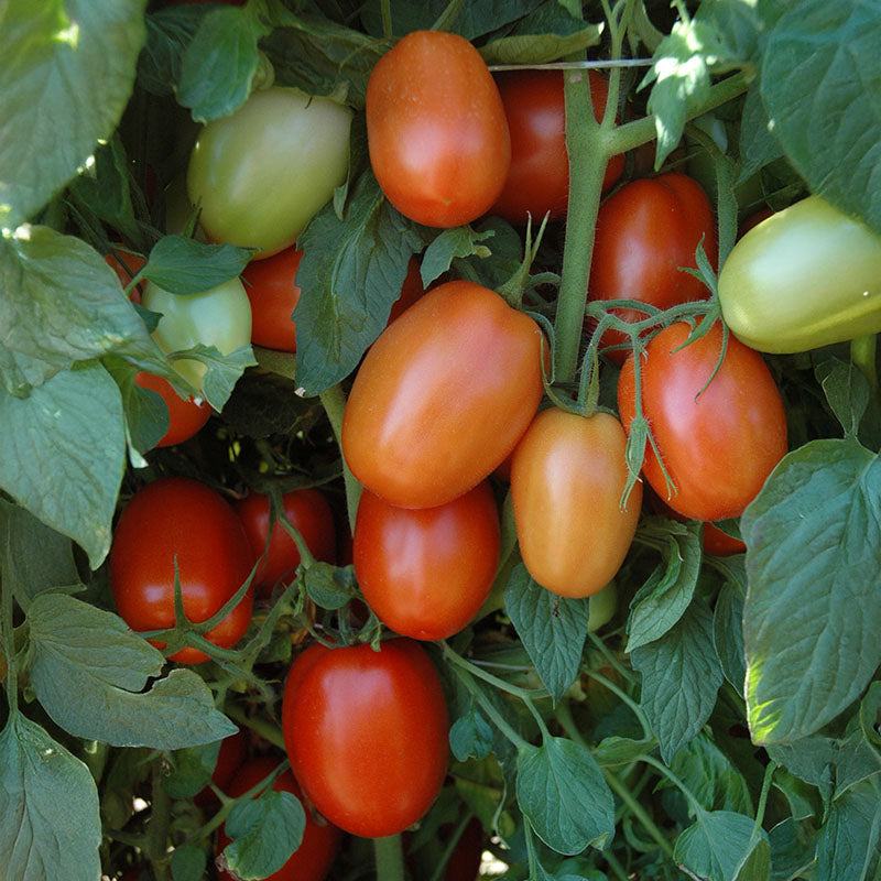 Tomato Plum Regal F1 Seed – Harris Seeds