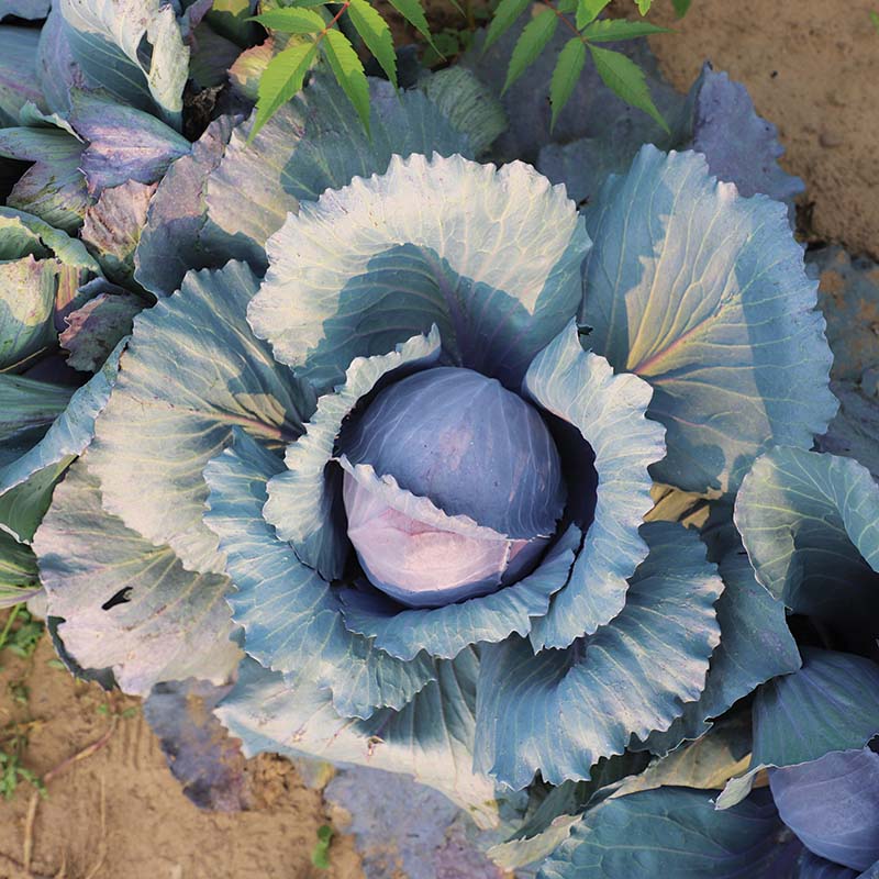 Cabbage Ruby Ball Improved F1 Seed – Harris Seeds