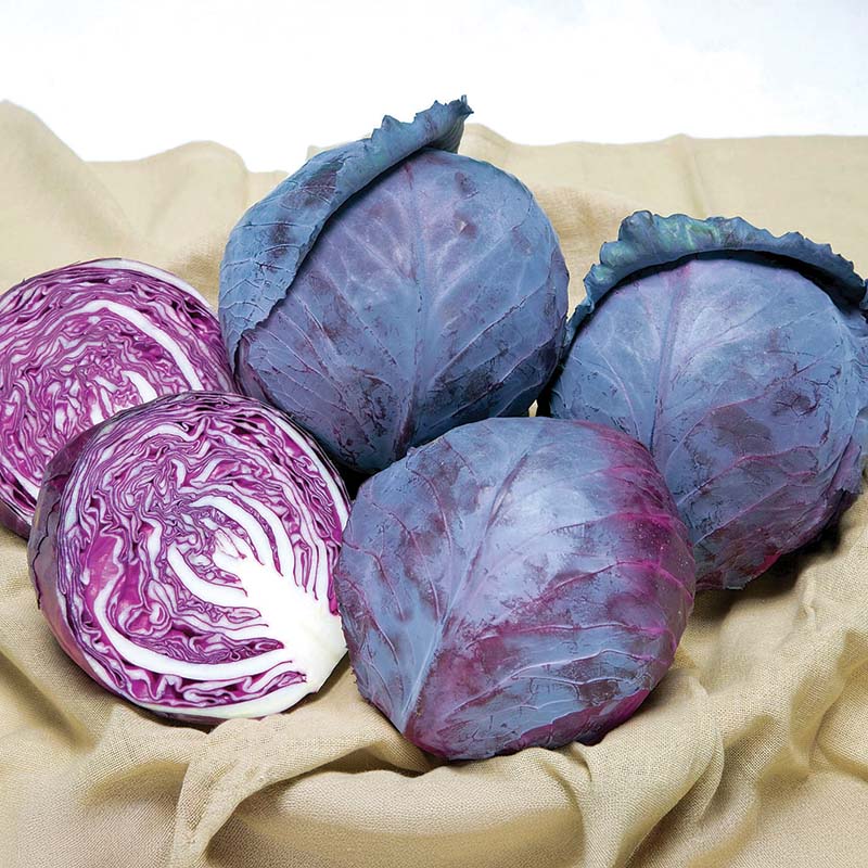 Cabbage Ruby Ball Improved F1 Seed – Harris Seeds