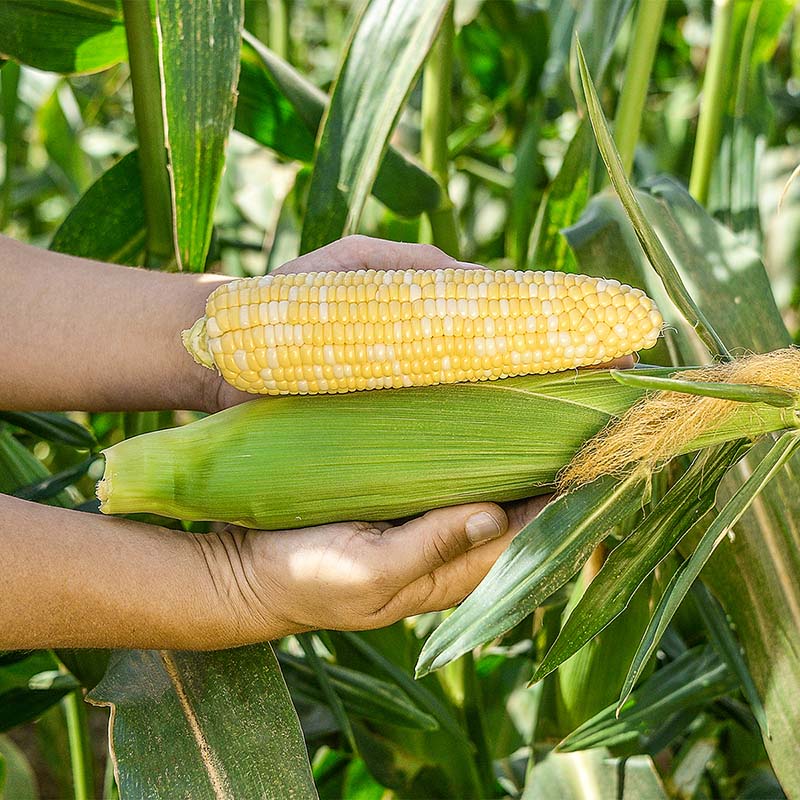 Sweet Corn Kate F1 Seed – Harris Seeds