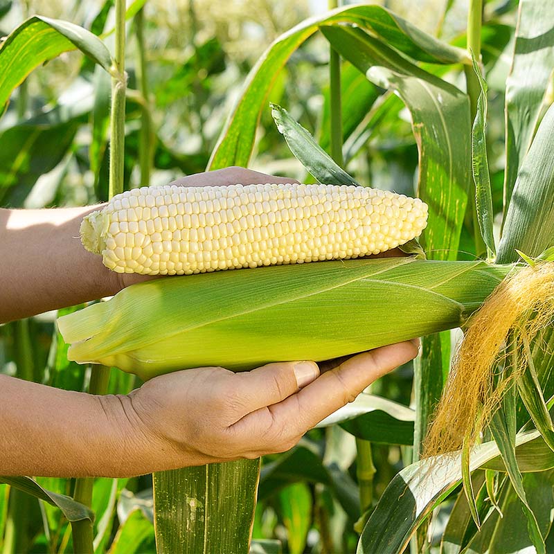 Sweet Corn Natalie F1 Seed – Harris Seeds