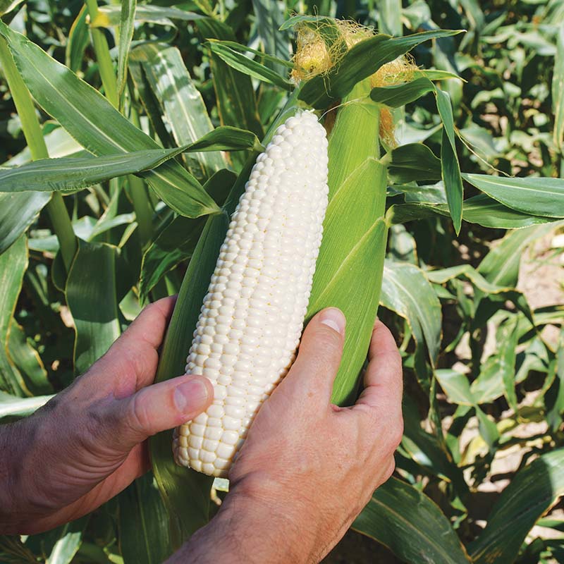 Sweet Corn Natalie F1 Seed – Harris Seeds