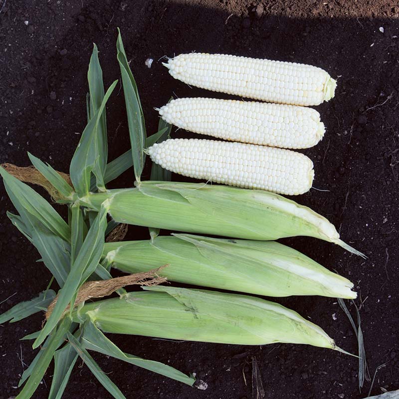 Sweet Corn XTH3380 F1 Seed – Harris Seeds