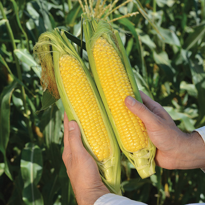 Sweet Corn Candice F1 Seed – Harris Seeds