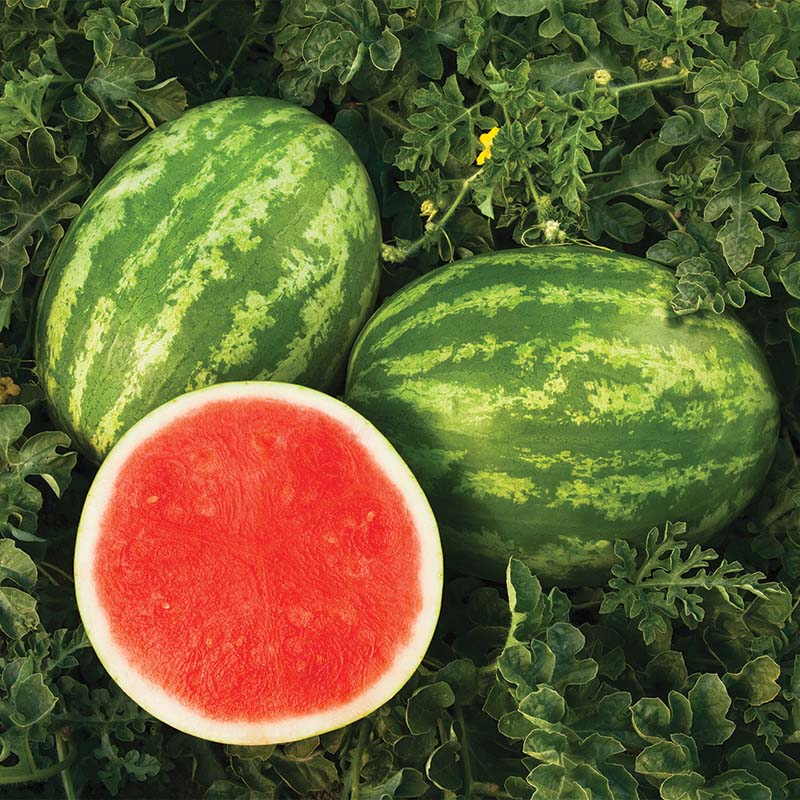 Watermelon Sweet Dawn F1 Seed – Harris Seeds