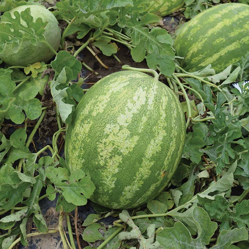 Watermelon Sweet Dawn F1 Seed – Harris Seeds