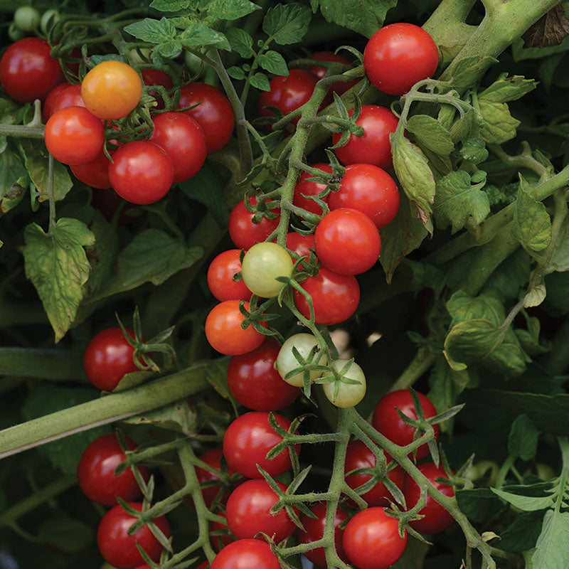 Tomato Candyland Seed – Harris Seeds
