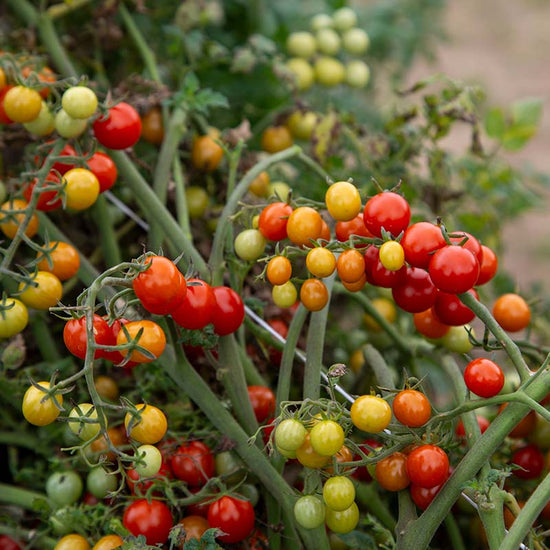 Tomato Candyland Seed – Harris Seeds