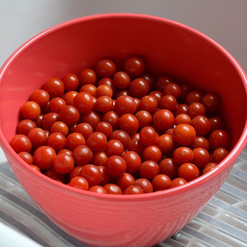 Tomato Candyland Seed – Harris Seeds